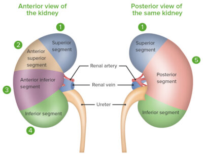 Rins: Anatomia | Concise Medical Knowledge