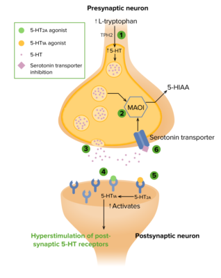 Serotonin Syndrome (Clinical) | Concise Medical Knowledge