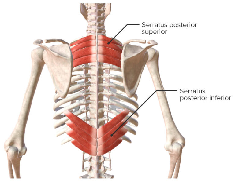 Pared Torácica: Anatomía | Concise Medical Knowledge