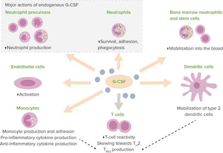 Severe Congenital Neutropenia | Concise Medical Knowledge