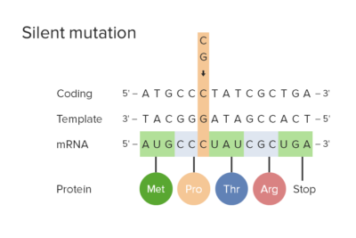 Types of Mutations | Concise Medical Knowledge