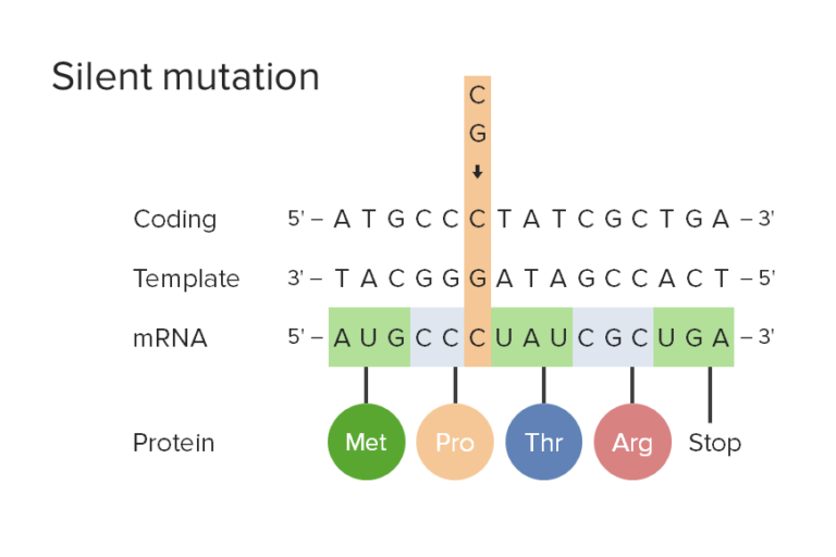 Types Of Mutations Concise Medical Knowledge
