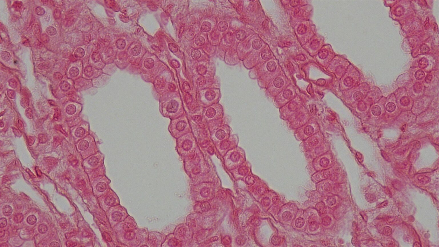 Epitelio de Superficie: Histología | Concise Medical Knowledge