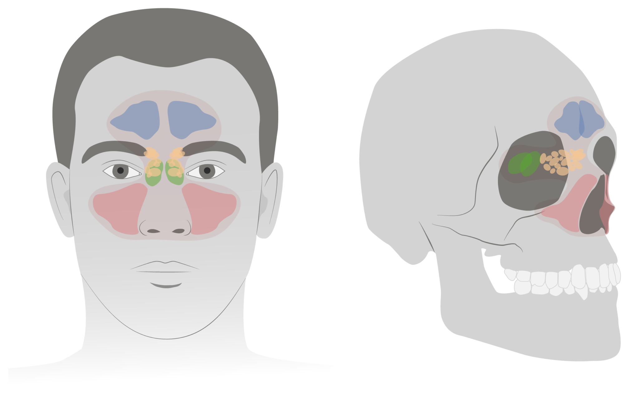 Paranasal Sinuses: Anatomy | Concise Medical Knowledge