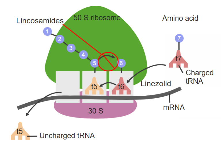 Lincosamides | Concise Medical Knowledge
