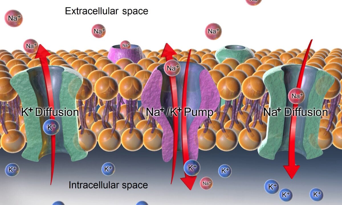 The Cell: Cell Membrane | Concise Medical Knowledge
