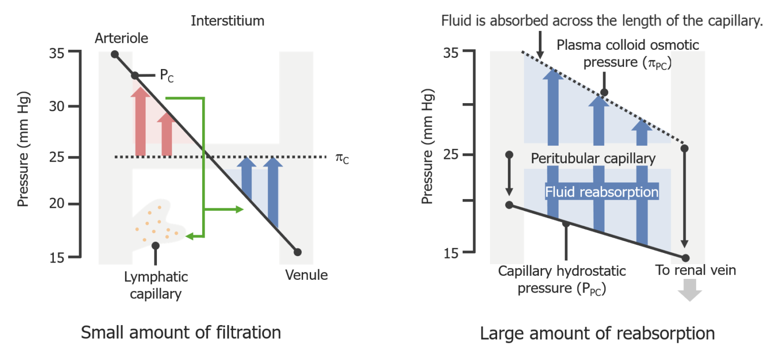 Tubular System | Concise Medical Knowledge
