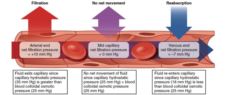 Capillaries: Histology | Concise Medical Knowledge