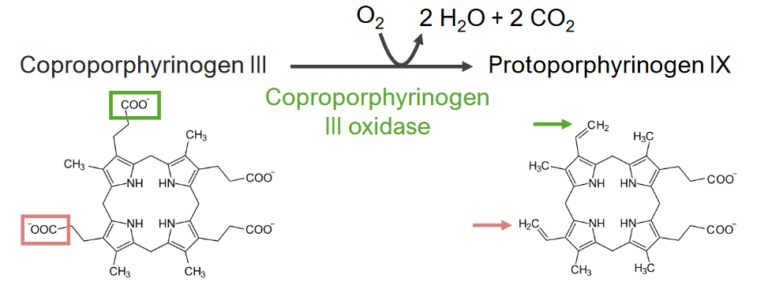 Metabolismo do Grupo Heme | Concise Medical Knowledge