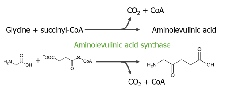 Heme Metabolism | Concise Medical Knowledge