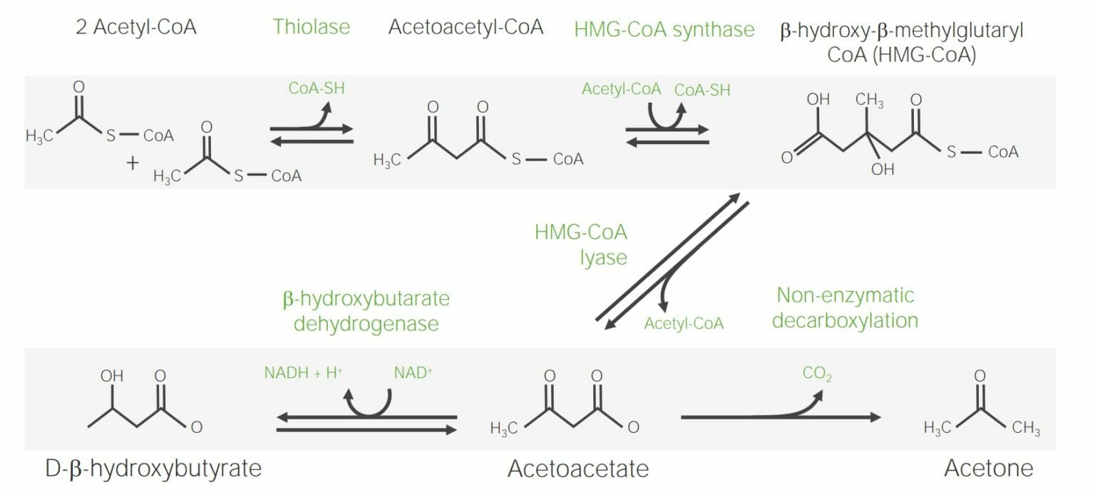 Ketone Body Metabolism | Concise Medical Knowledge
