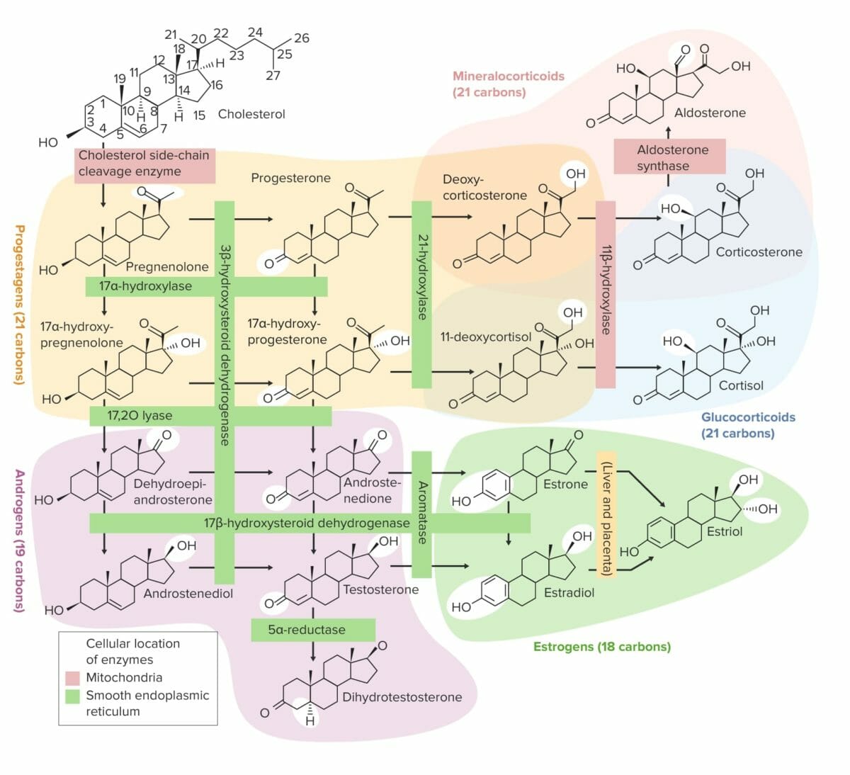 Adrenal Hormones | Concise Medical Knowledge