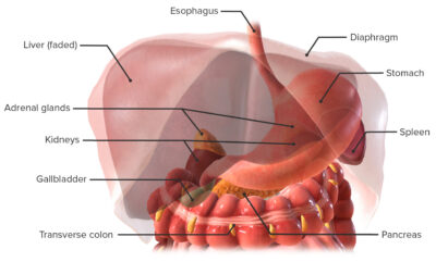Estômago: Anatomia | Concise Medical Knowledge