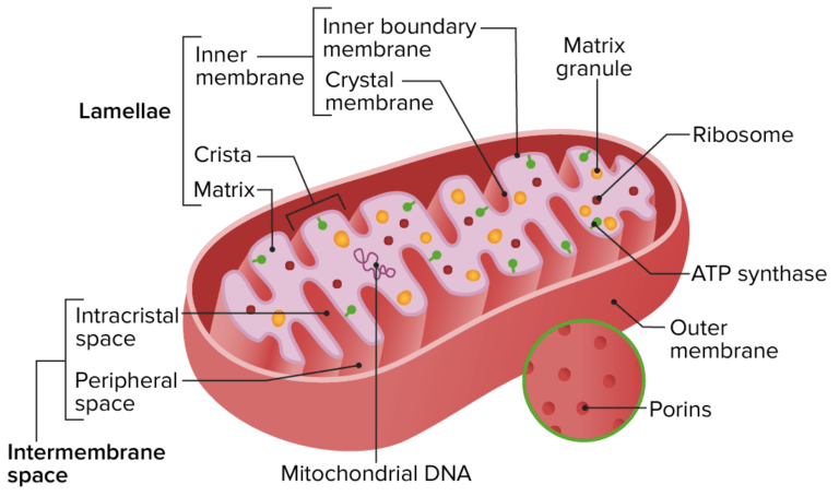 The Cell: Organelles | Concise Medical Knowledge