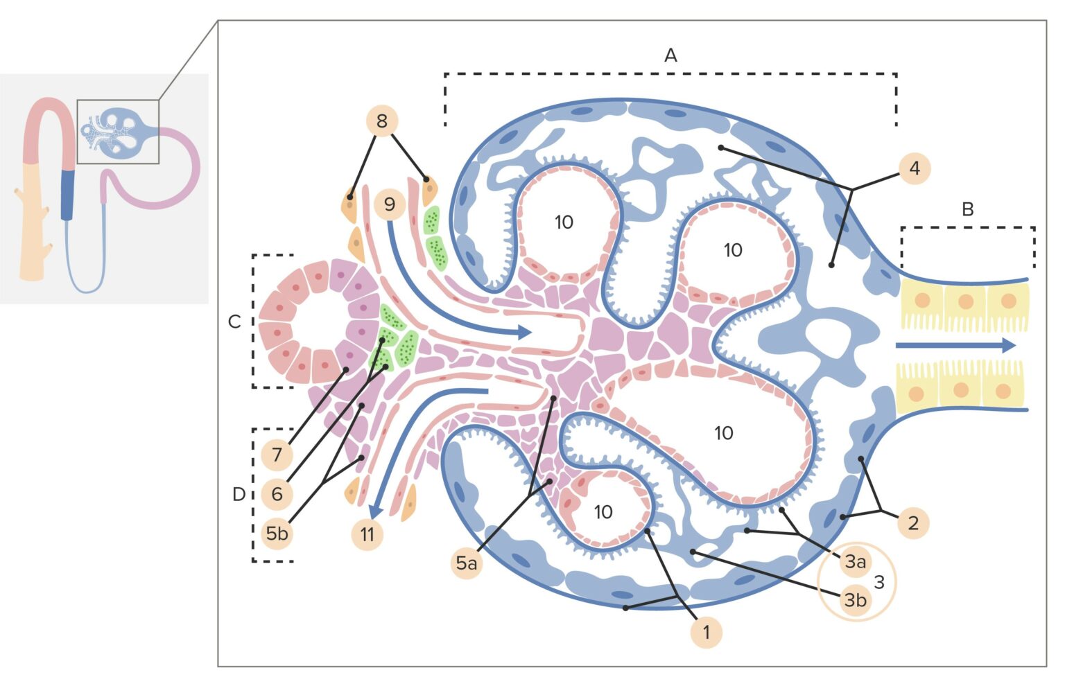 Kidneys: Anatomy | Concise Medical Knowledge