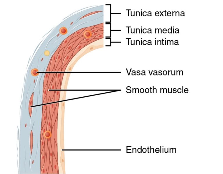 Veins Histology Concise Medical Knowledge