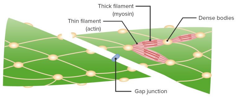 Smooth Muscle Contraction | Concise Medical Knowledge