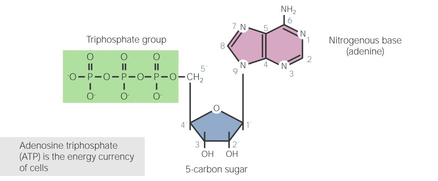 Nucleic Acids Concise Medical Knowledge
