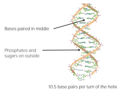 Tipos y Estructura de ADN | Concise Medical Knowledge