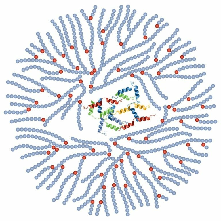 Glycogenesis & Glycogenolysis | Concise Medical Knowledge
