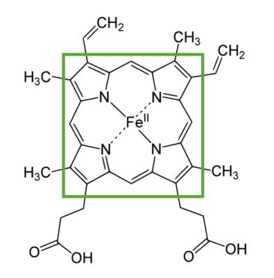 Heme Metabolism | Concise Medical Knowledge