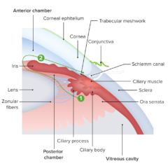 Eye: Anatomy | Concise Medical Knowledge