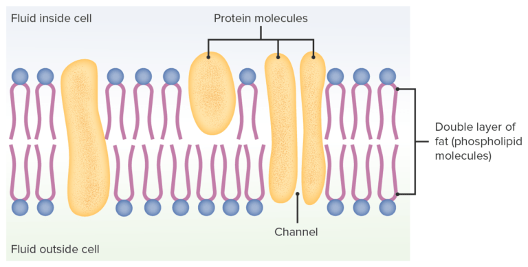The Cell: Organelles | Concise Medical Knowledge