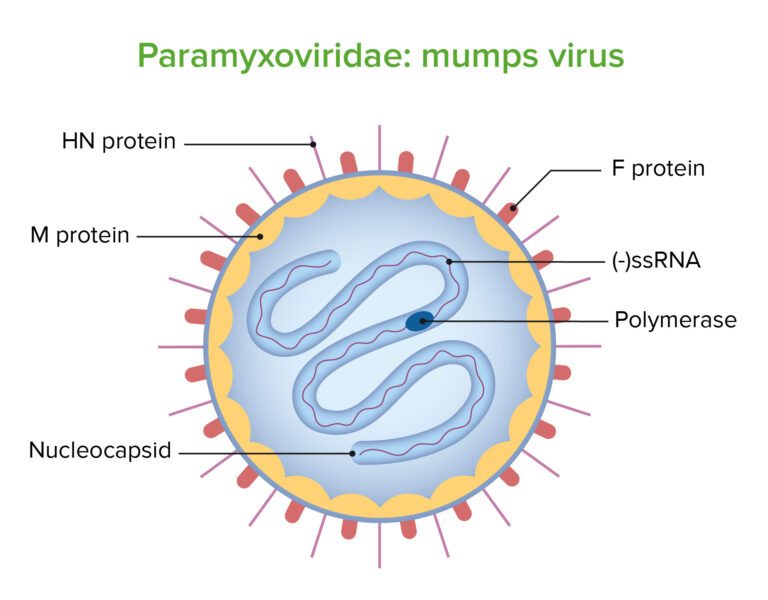 Mumps Virus/Mumps | Concise Medical Knowledge