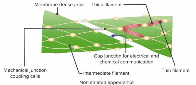 Muscle Tissue: Histology | Concise Medical Knowledge