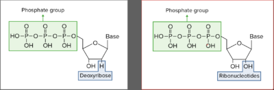 Tipos y Estructura del ARN | Concise Medical Knowledge