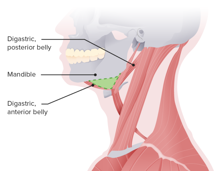 Triângulos do Pescoço | Concise Medical Knowledge