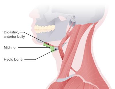 Triangles of the Neck: Anatomy | Concise Medical Knowledge