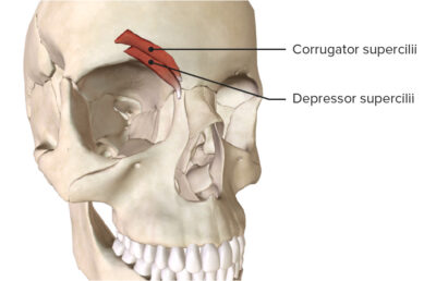 Facial Muscles: Anatomy | Concise Medical Knowledge