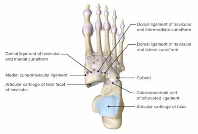 Ankle Joint: Anatomy | Concise Medical Knowledge