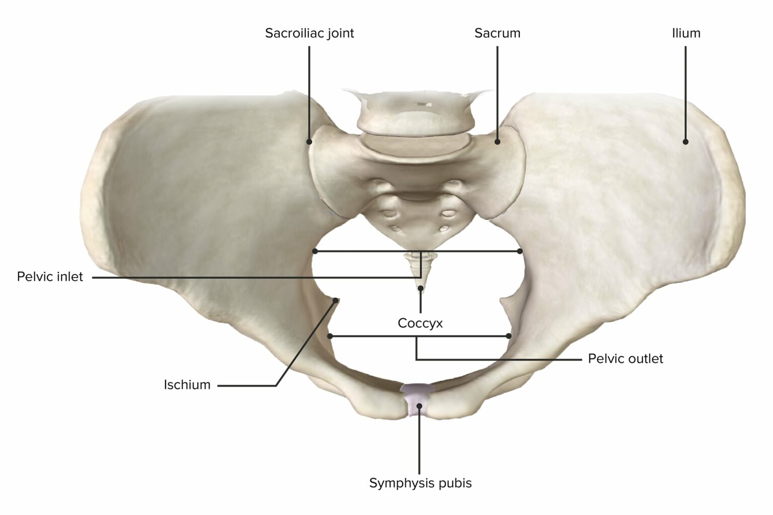Pelvis: Anatomía | Concise Medical Knowledge