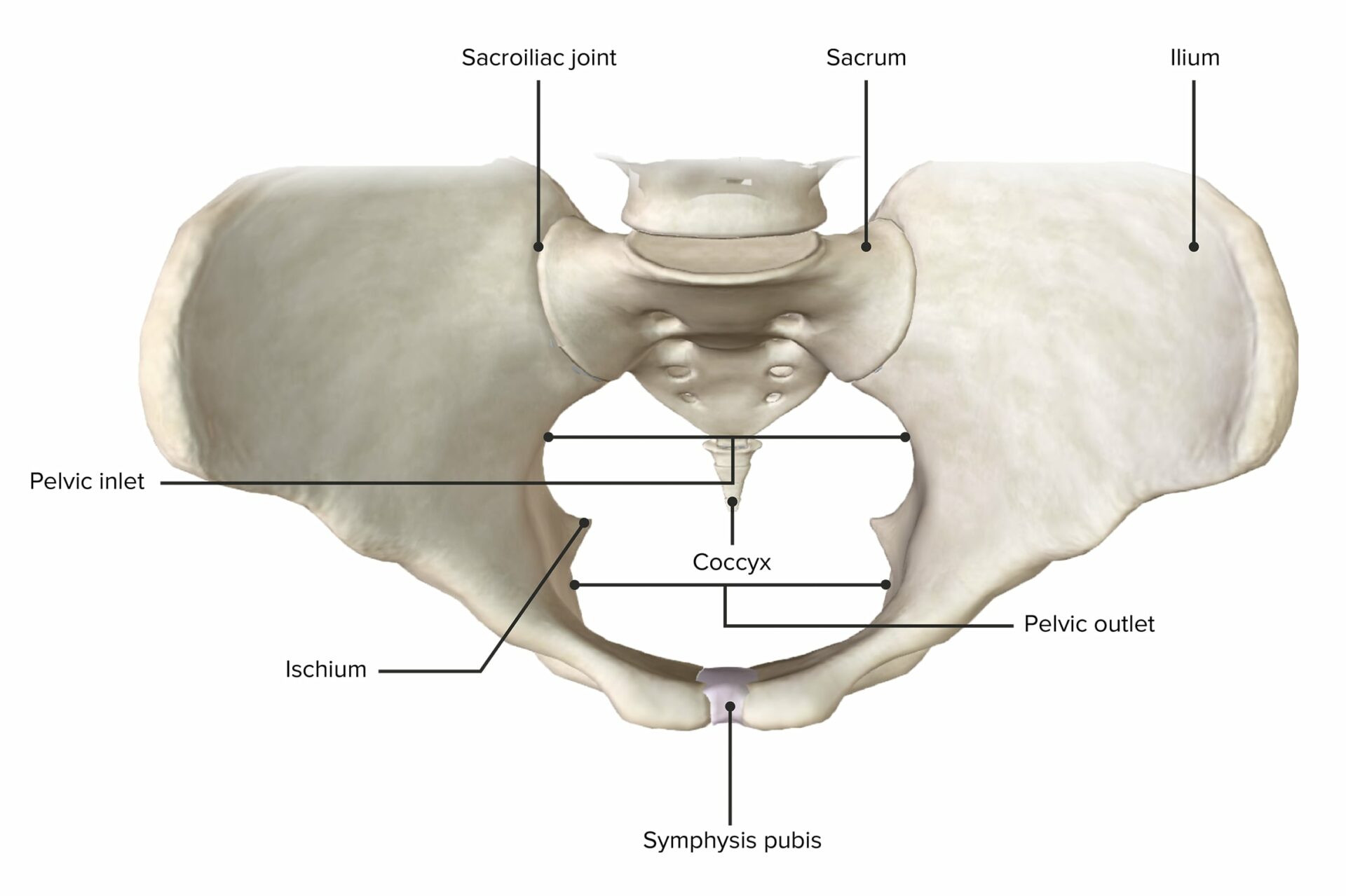 Bacia: Anatomia | Concise Medical Knowledge