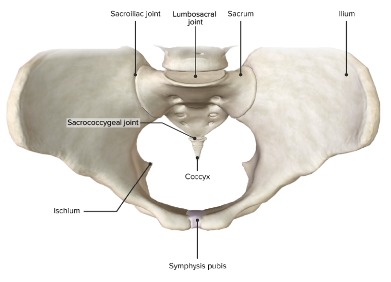 Pelvis: Anatomy [+ Labeled Diagram] | Concise Medical Knowledge