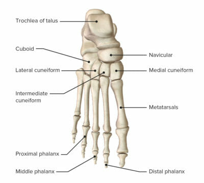 Foot: Anatomy | Concise Medical Knowledge