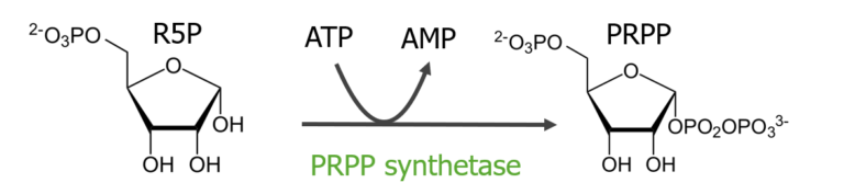Purine and Pyrimidine Metabolism | Concise Medical Knowledge