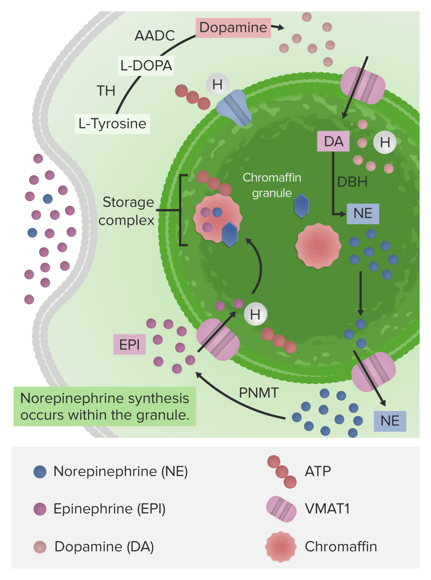 Hormonas Suprarrenales | Concise Medical Knowledge