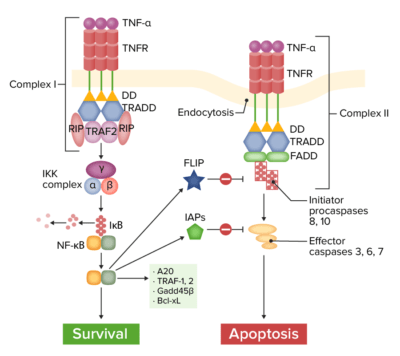 Factor de Necrosis Tumoral (TNF) | Concise Medical Knowledge