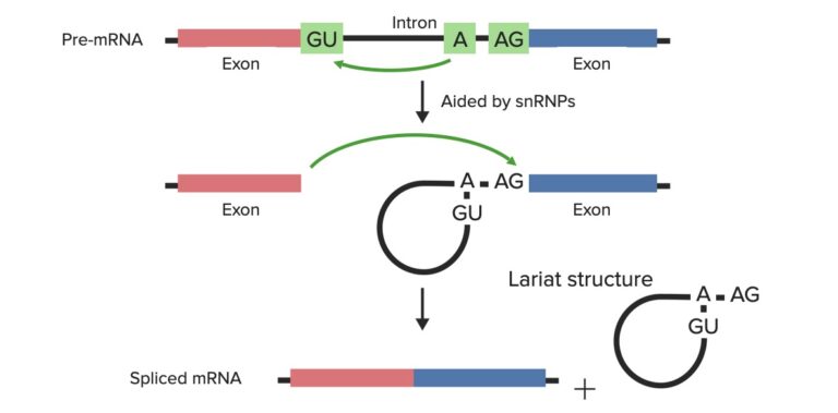 Post-transcriptional Modifications (RNA Processing) | Concise Medical ...