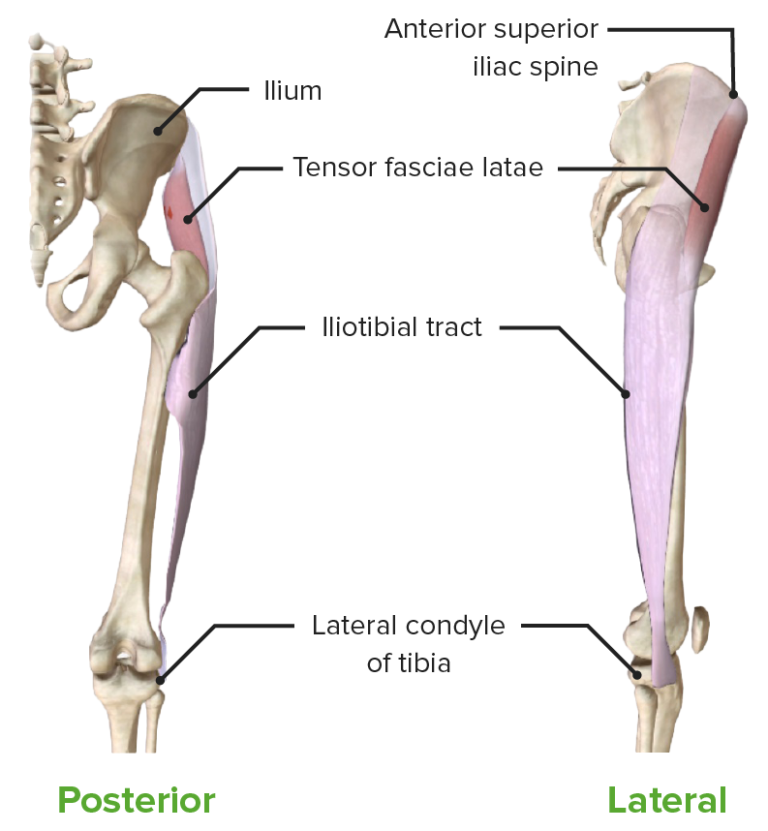 Gluteal Region: Anatomy [+video] - Lecturio Medical