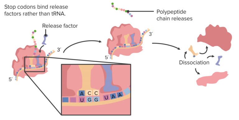 Stages and Regulation of Translation | Concise Medical Knowledge