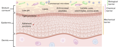 Innate Immunity: Barriers, Complement, and Cytokines | Concise Medical ...