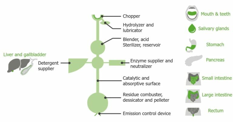 Gastrointestinal Neural and Hormonal Signaling | Concise Medical Knowledge