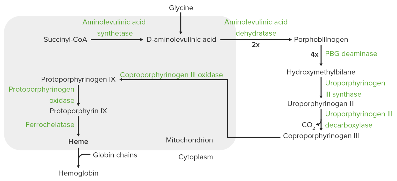 Heme Metabolism | Concise Medical Knowledge