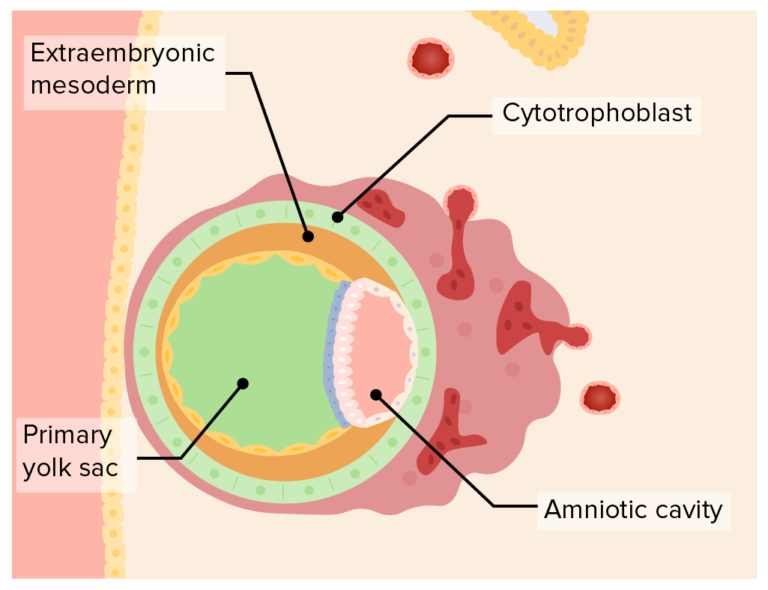 Embryoblast and Trophoblast Development | Concise Medical Knowledge