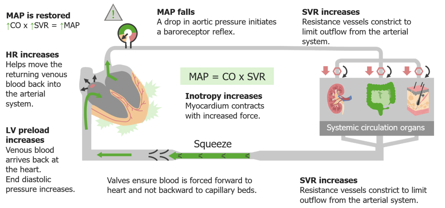 Arterial Pressure Regulation | Concise Medical Knowledge