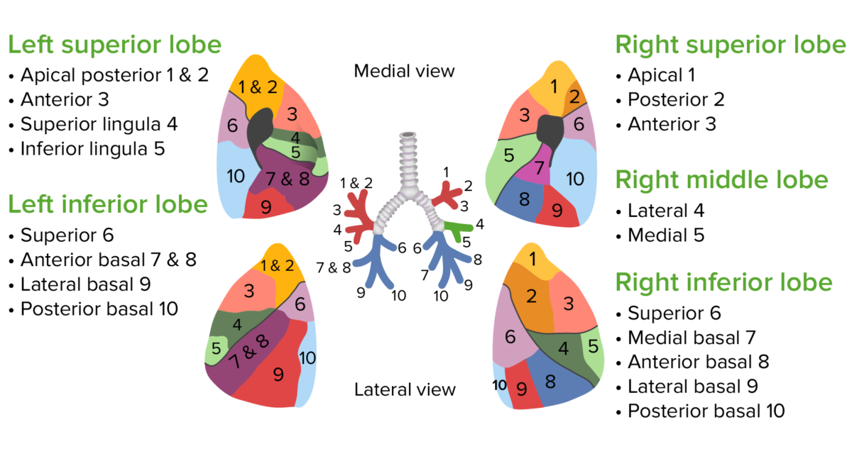 Lungs Anatomy Concise Medical Knowledge